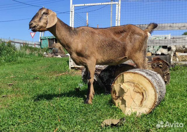 Коза нубийская