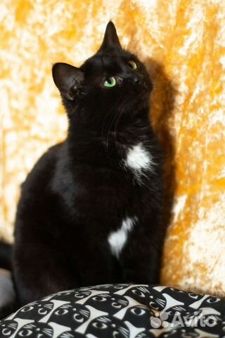 Кошка с удивительными глазами