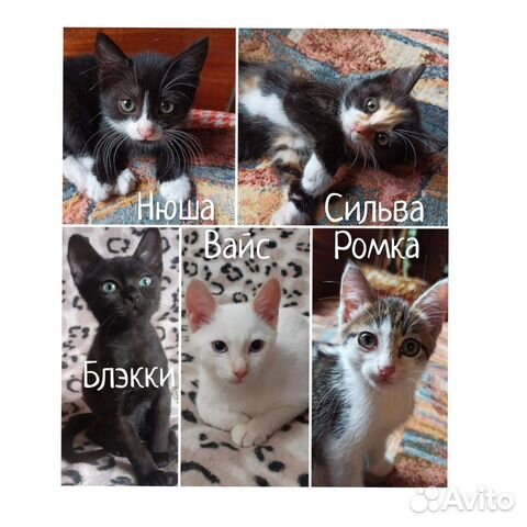 Котята девочки, мальчики