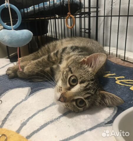 Фенечка, котёнок 3 мес в дар