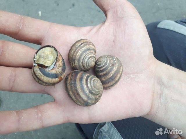 Виноградная улитка