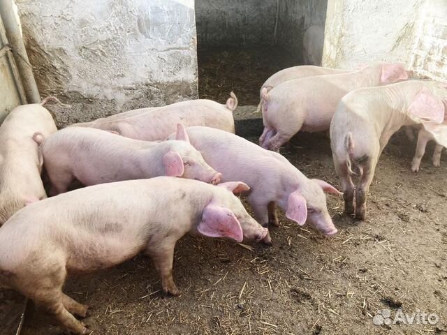 Поросенок ландрас