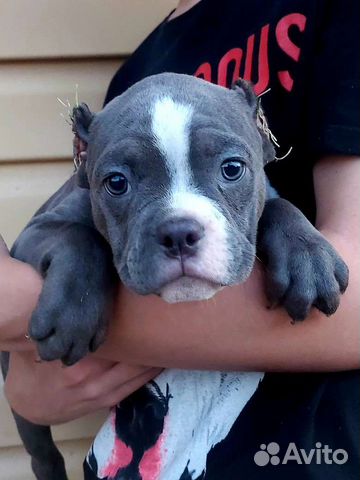 Американский булли