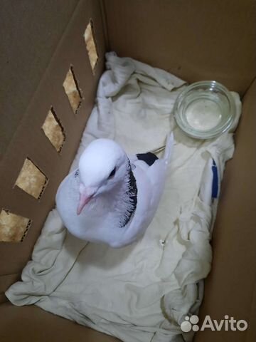 Нашёлся породистый голубь