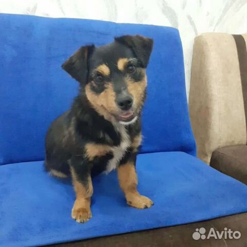 6 кг бородатика похожего на ягдтерьера