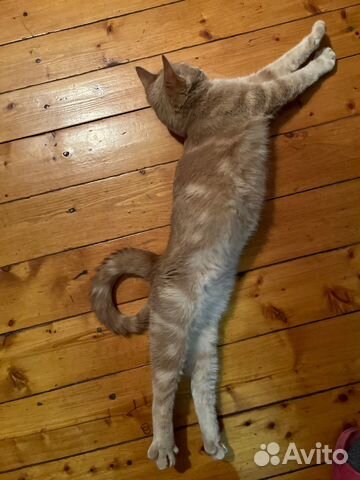 Молоденький Котик подросток ищет дом