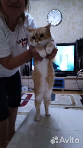 Ищем передержку на лето, кошку любим
