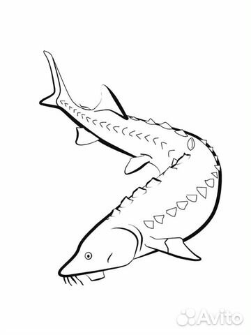 Малек, сигалетка