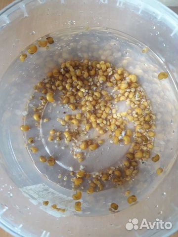 Улитки Ампуллярия малыши