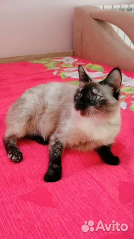 Привитая, стерилизованная Кира ищет дом