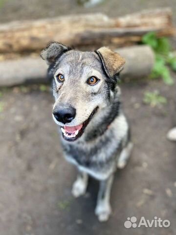 Мальчик с янтарными глазами в добрые руки