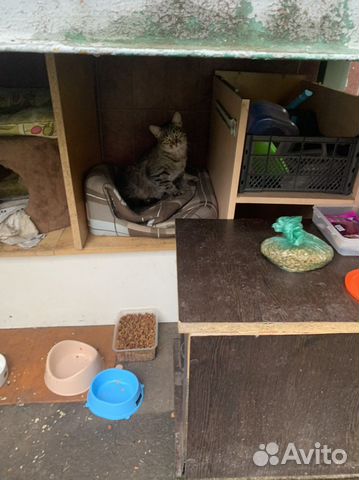 Котенок ищет дом
