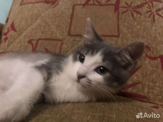 Котянок в добрые руки
