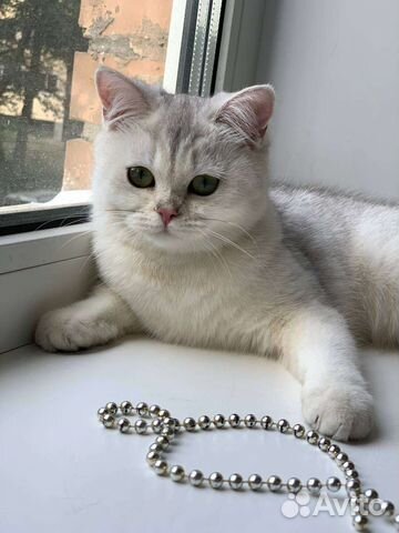 Британская серебристая шиншилла