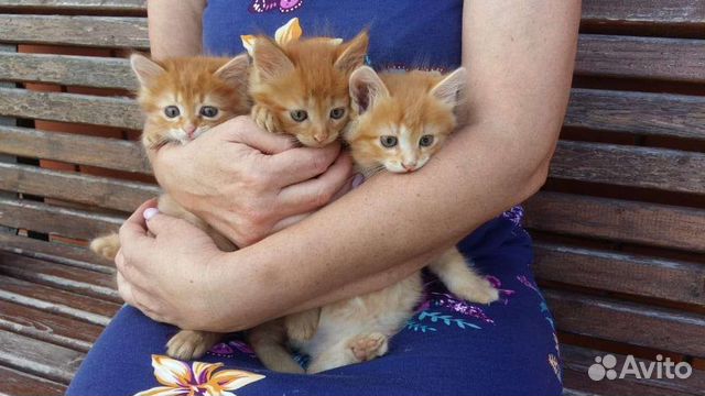 Котята, 2,5 месяца, 3 мальчика, 1 девочка