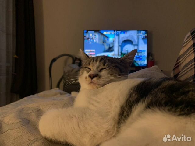 Кошка