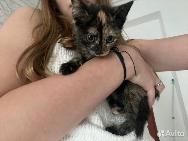 Котенок девочка
