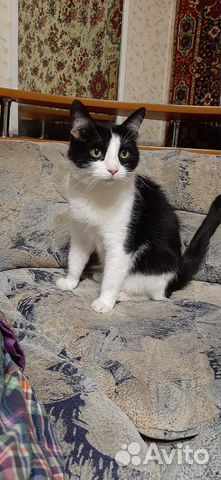 Отдам кота в добрые руки