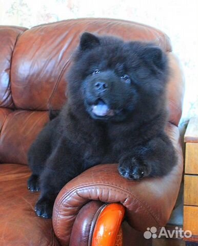 Чау чёрная девочка няшка