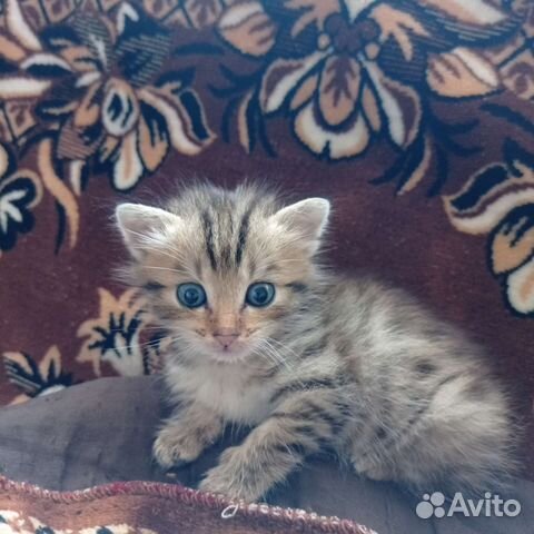 Кошка в дар бесплатно