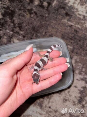 Эублефары и агамы