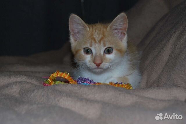 Рыжий котенок