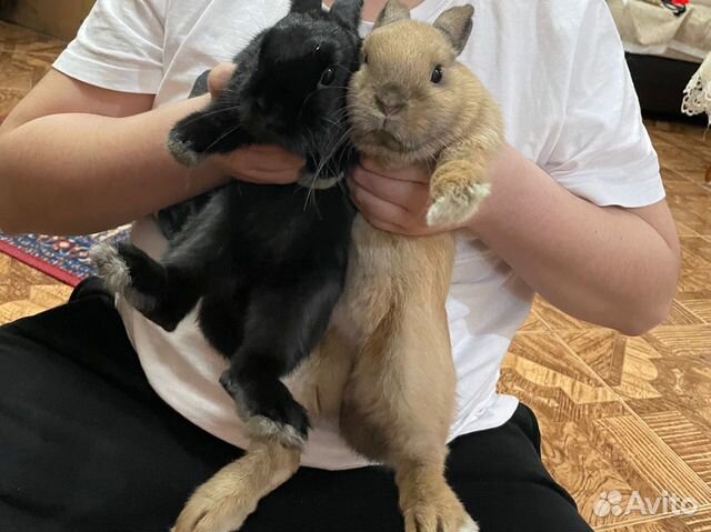 Кролики декоративные