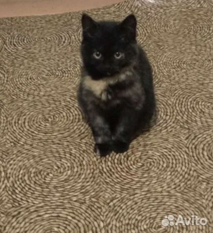 Британская кошка