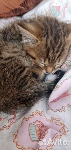 Кошка