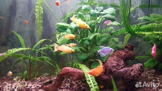 Рыбки моллинезия лира