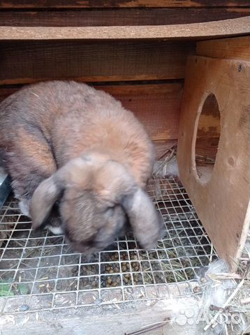 Самец породы Французкий баран