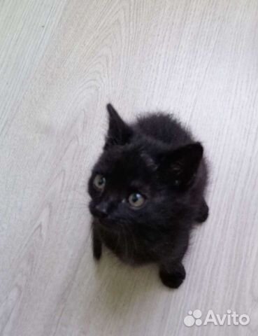 Котенок в добрые руки бесплатно