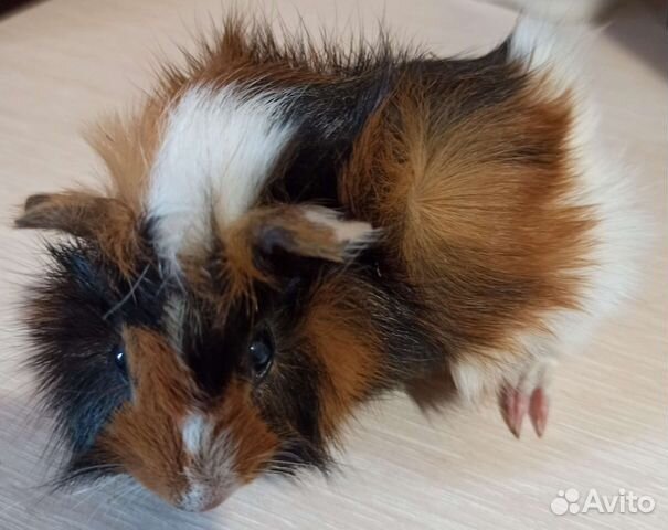 Морские свинки