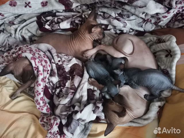 Канадский сфинкс
