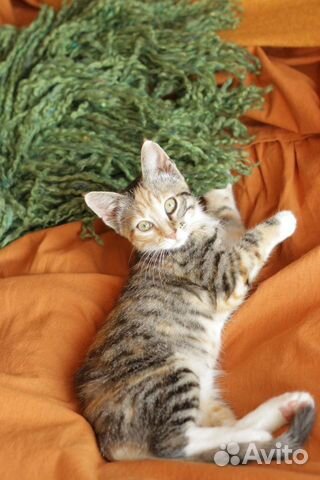 Котенок девочка