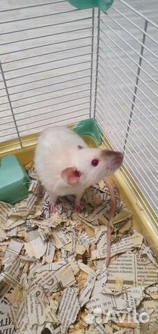 Декоративная крыса