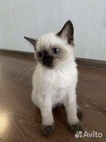 Шотландские вислоухие котята