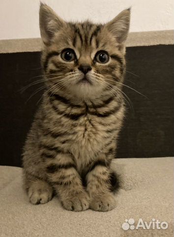 Шотладские котята