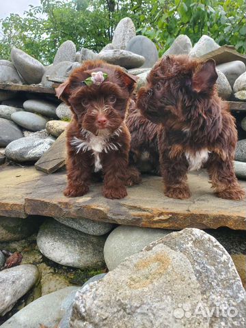 Шоколадный йорк