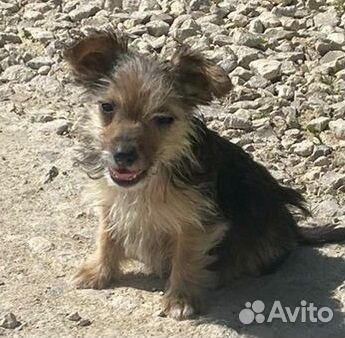 Маленький щенок в добрые руки