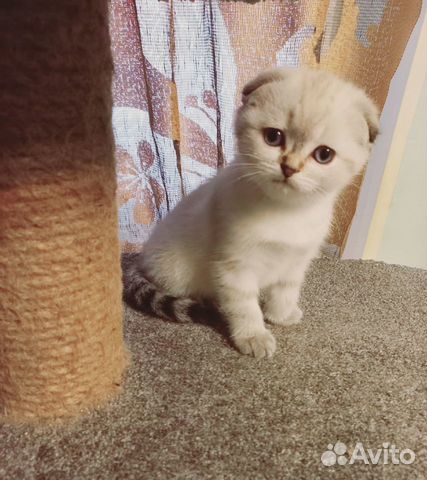 Шотлалндскдая вислоухая девочка