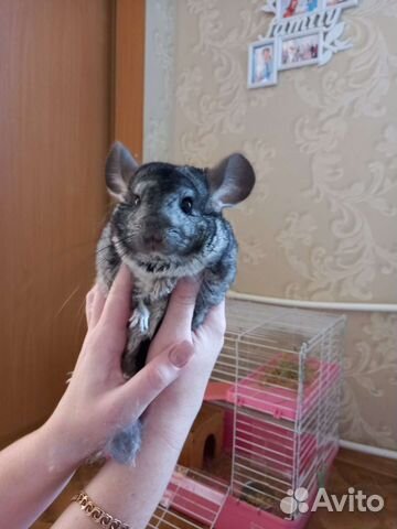 Британская шиншилла