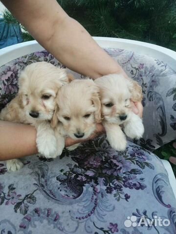 Щенки кокапу