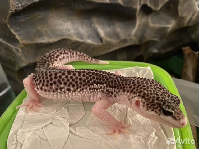 Эумблефара с террариумом