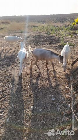 Козлята породы Ламанча