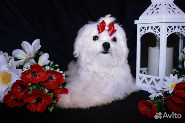 Красивая стандартная девочка 4 мес