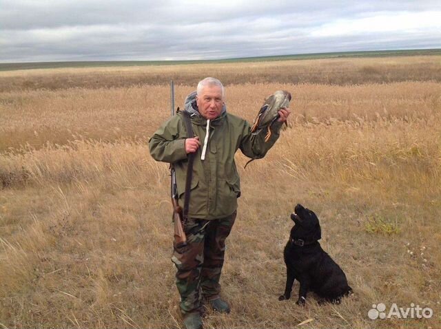 Вязка, ищем кобеля