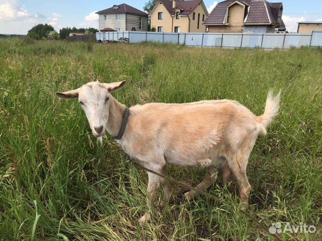 Альпийские козы