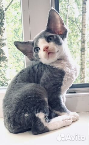 Девон-рекс котёнок голубой биколор