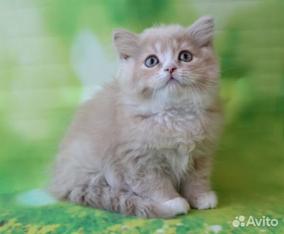 Шотландская кремовая кошечка